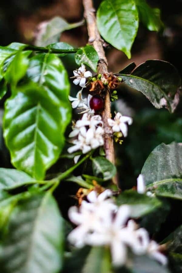 Central California Farm Tour with California Grown - This Mess is Ours