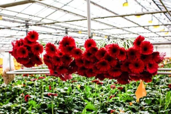 Central California Farm Tour with California Grown - This Mess is Ours