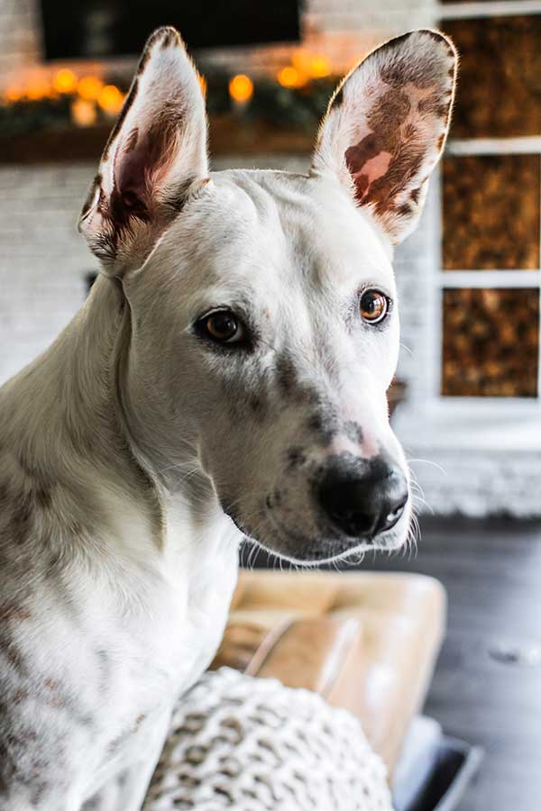 Dog Life - The Best Dog Food Recipes | This Mess is Ours