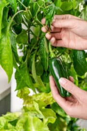 How I Learned How To Grow Food Indoors All Year With My Gardyn - This ...