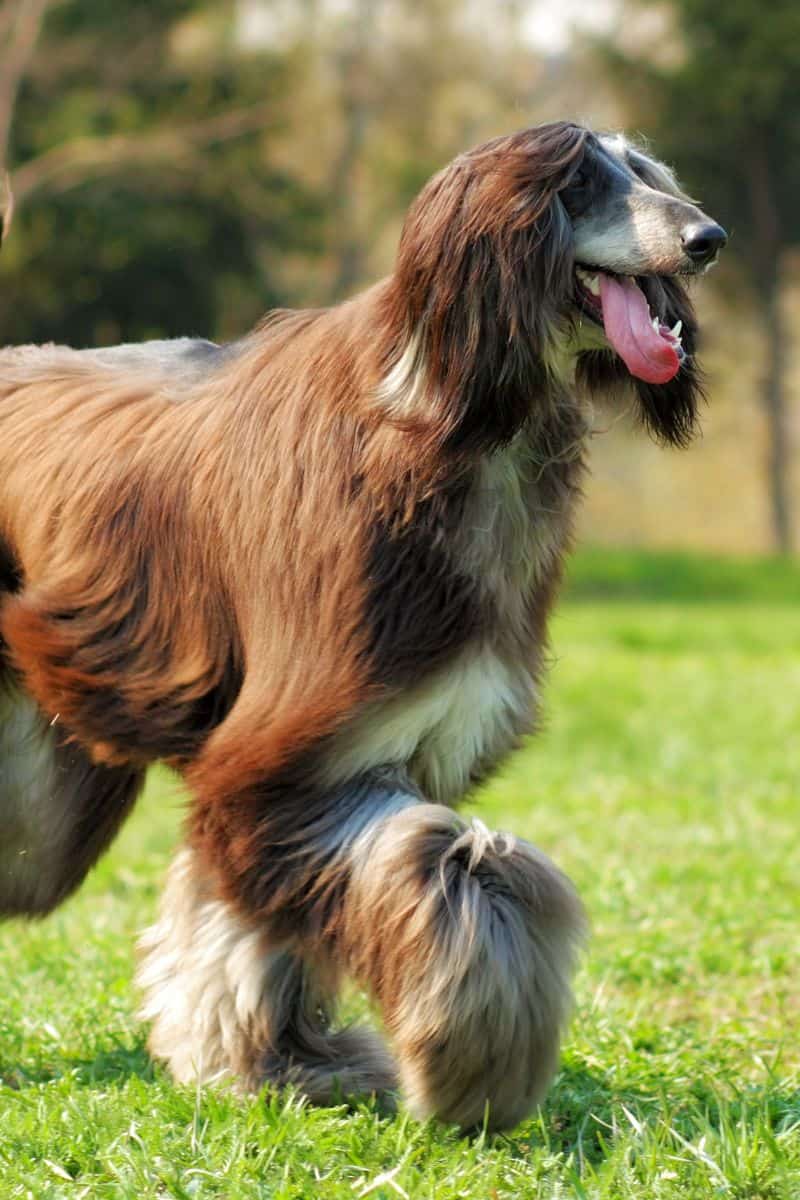 Dogs That Don t Shed Hypoallergenic Dog Breeds This Mess Is Ours