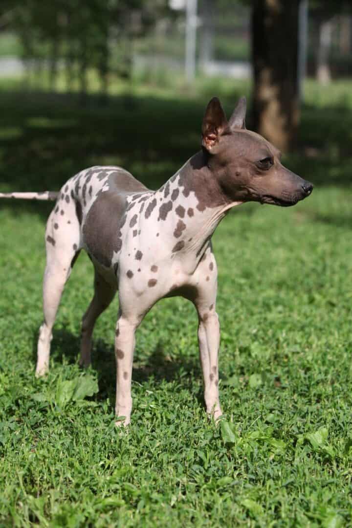 Dogs That Don't Shed: Hypoallergenic Dog Breeds - This Mess is Ours