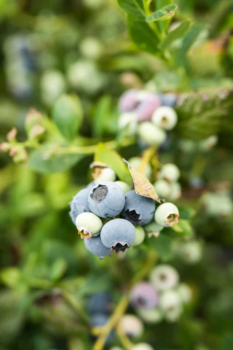 Easy Blueberry Lemonade; An Essential Recipe for Summer - This Mess is Ours